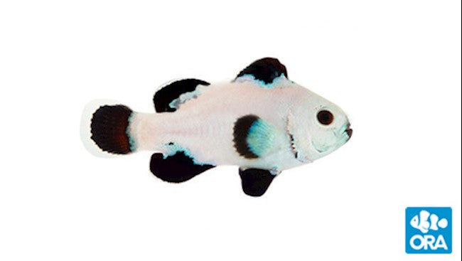 ORA SUPER STORM (AMPHIPRION OCELLARIS) – What's In Your Tank?